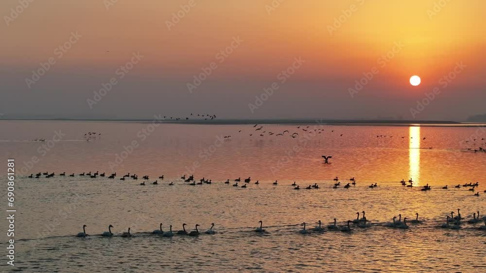 Scenery of Poyang Lake in Jiangxi, China, a paradise for migratory ...