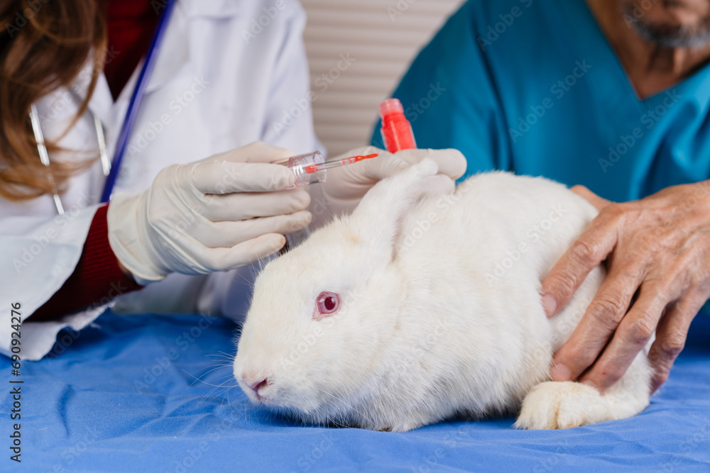 white rabbit scary due to scientist doctor brushing chemical ...