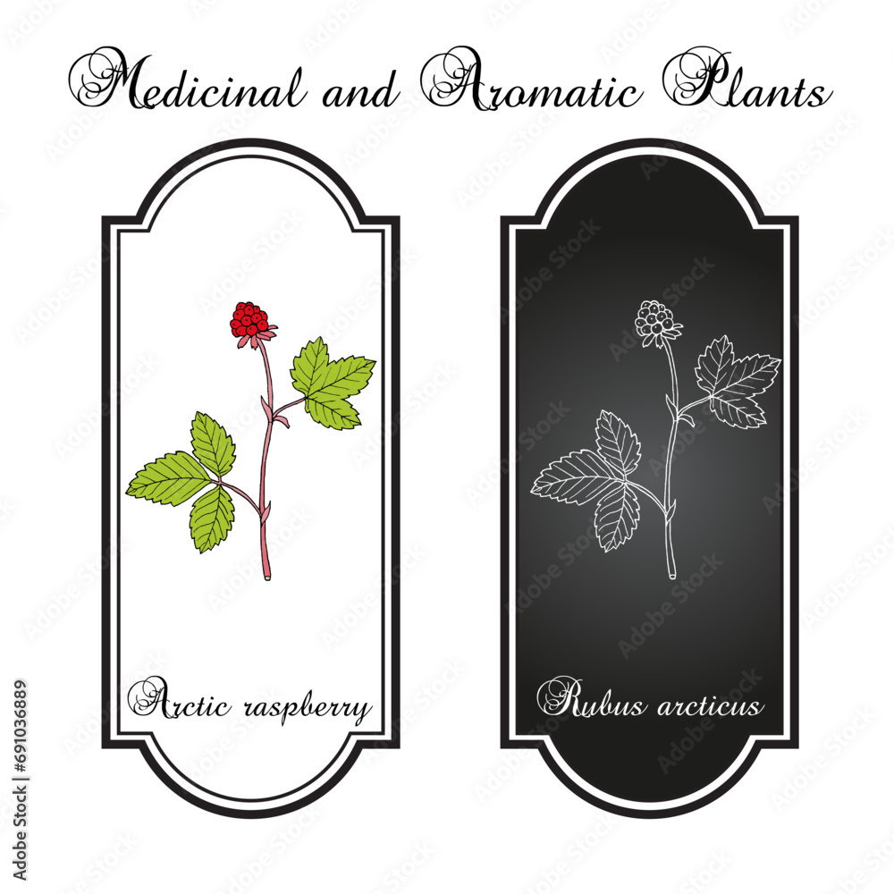 Arctic raspberry (Rubus arcticus), edible and medicinal plant Stock ...