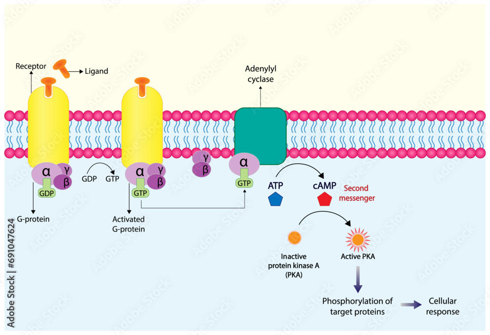G protein coupled receptor. Structure of a G protein-coupled receptor ... G protein coupled receptor. Structure of a G protein-coupled receptor ...