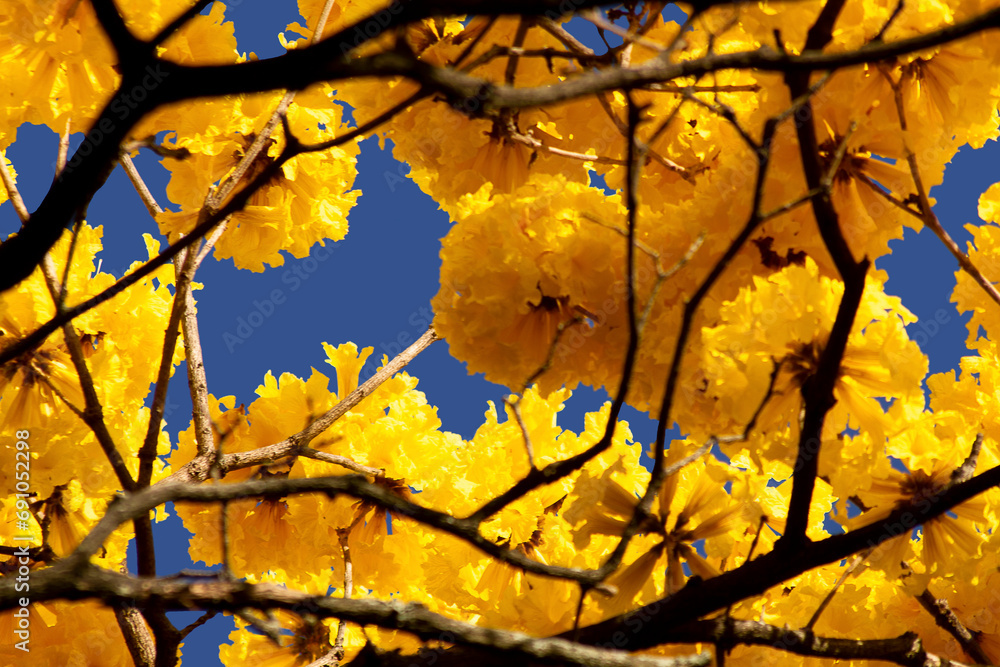 Details of the flowers of the Araguaney Tree. Typical tree of Venezuela ...