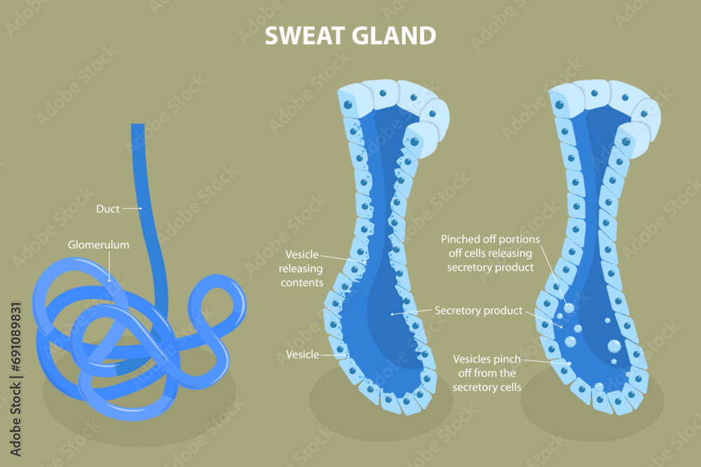 3D Isometric Flat Vector Illustration of Sweat Gland, Skin Anatomy ...