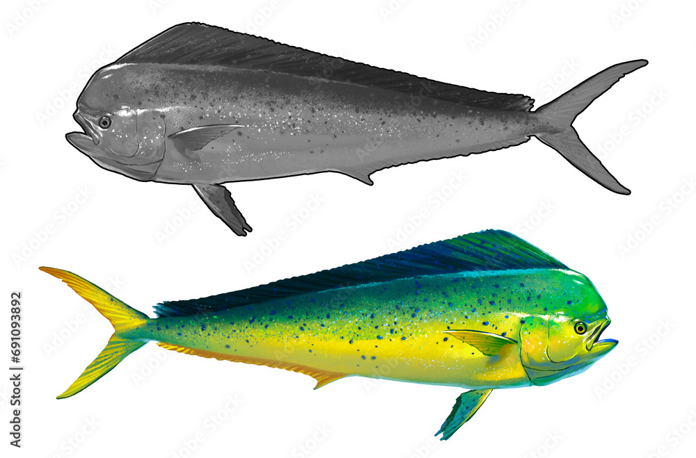 Fish Mahi mahi or dolphin green set blank illustration realism isolate ...