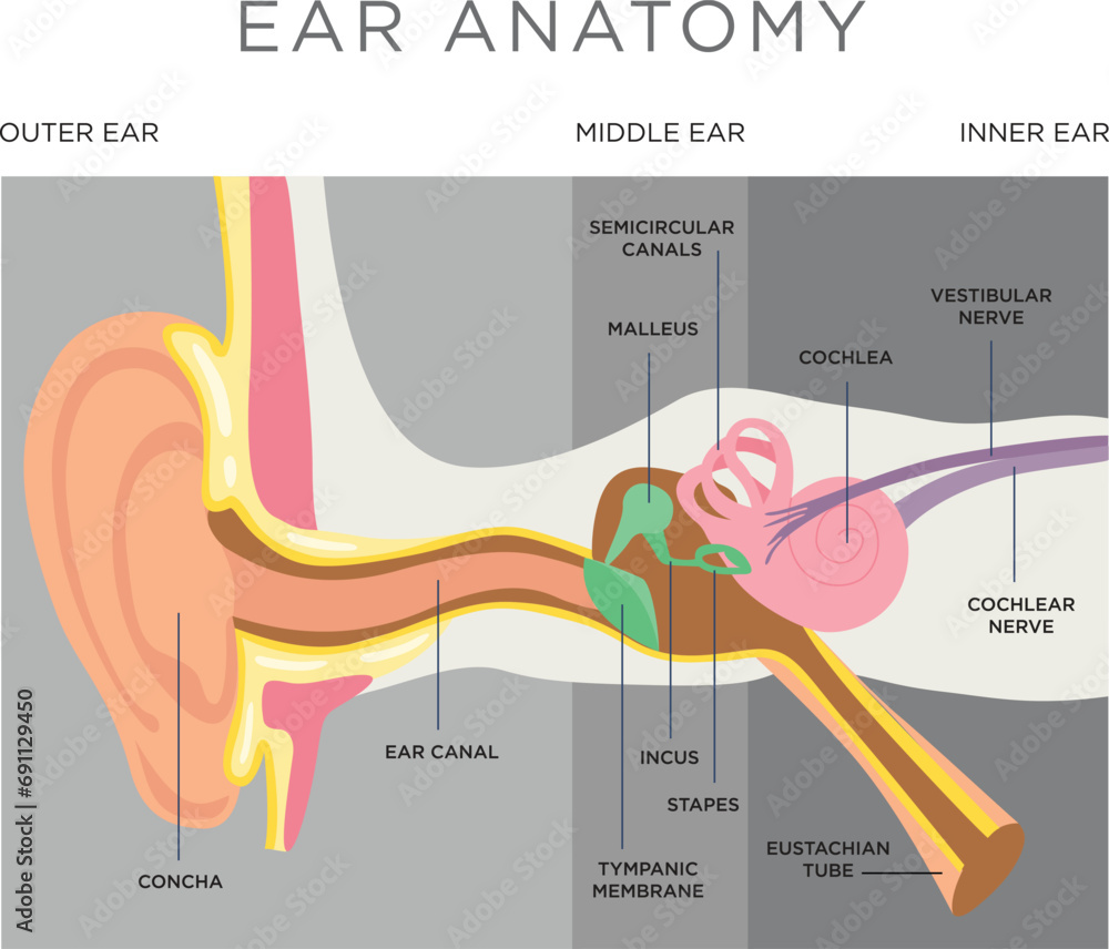 a diagram of the anatomy of a human ear with the inner part labeled ...