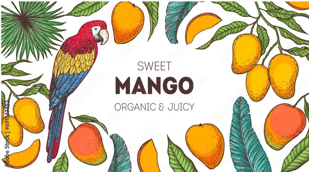 Ripe mango and parrot bird. Hand drawn vector illustration. Tropical ...