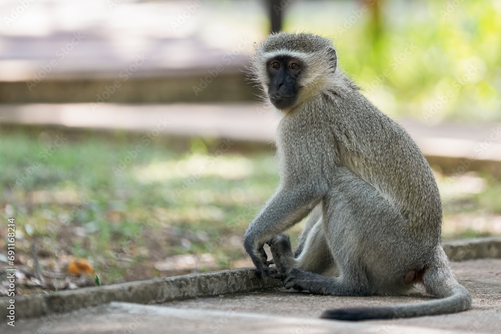 Cute Vervet Monkey sitting comfortably and playing around. taken in ...