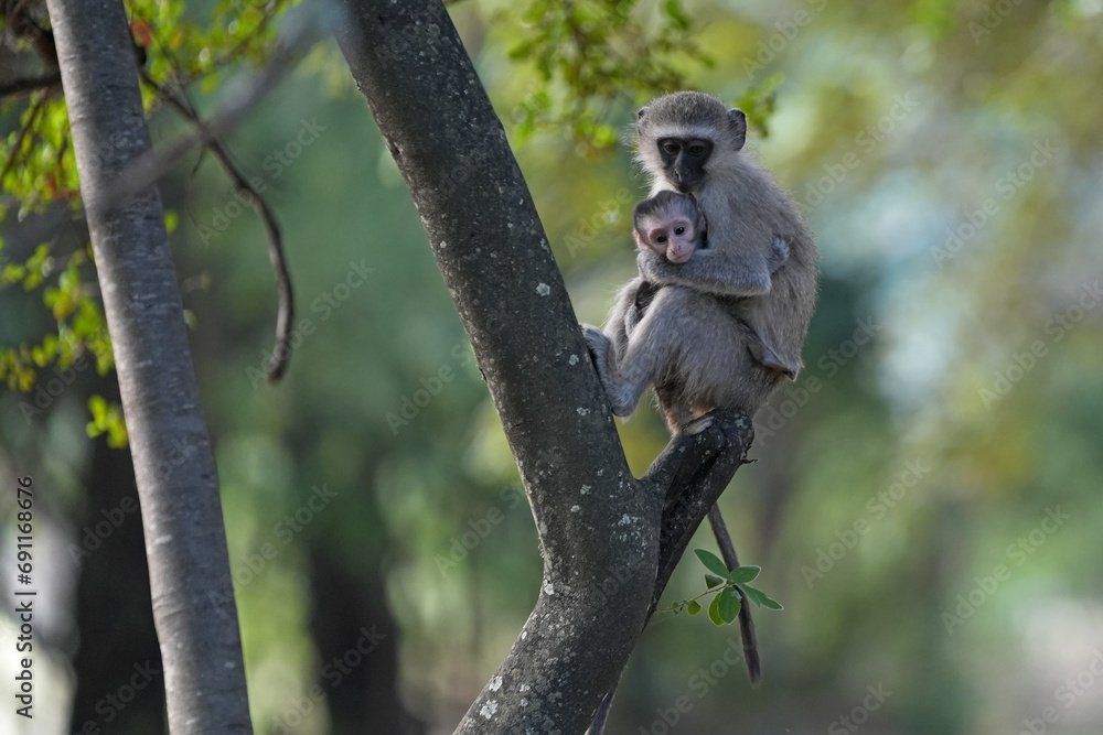Fotka „Baby Vervet monkey with its mom holding on for security and ...