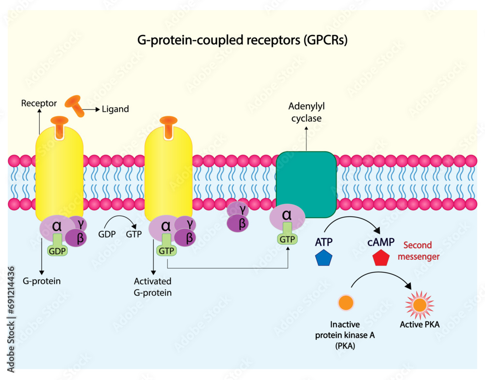 G protein coupled receptor. Structure of a G protein-coupled receptor (GPCR). Cell membrane ...