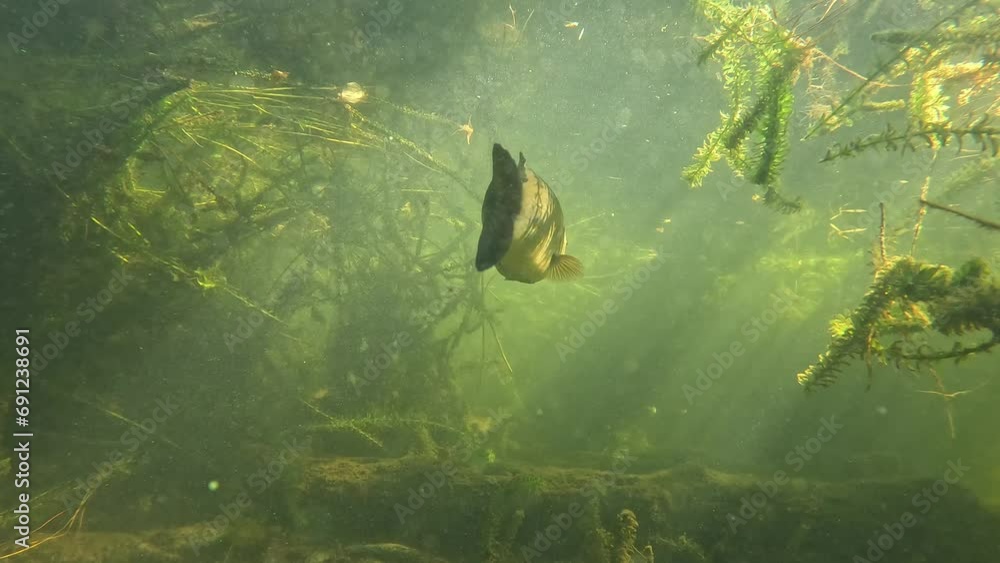 Black bass, also known as largemouth bass, facing the camera in a ...
