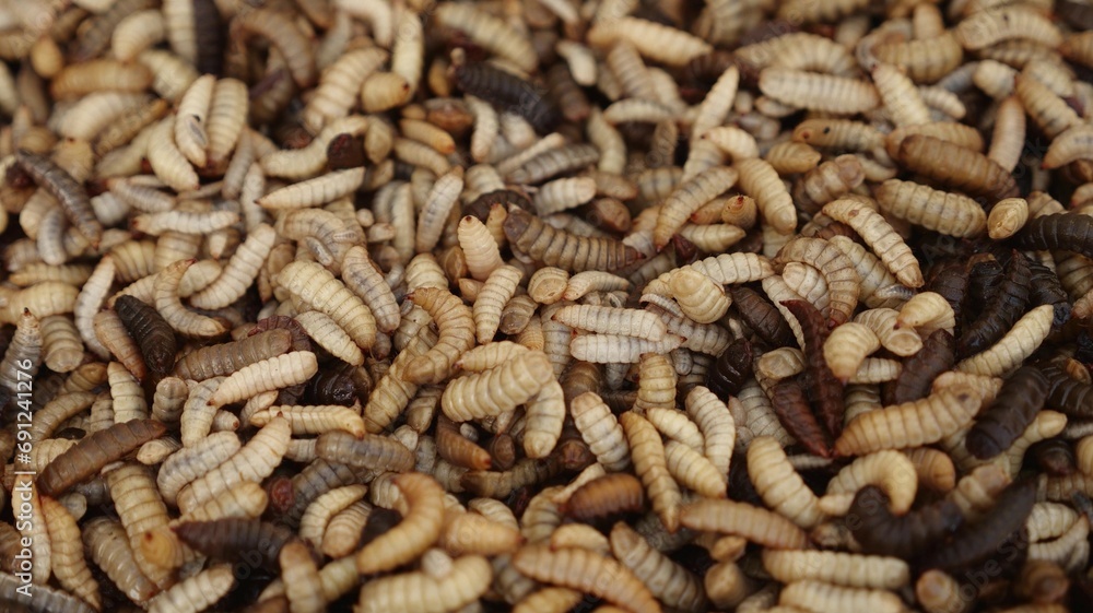 Black soldier fly larvae are used as animal feed. Maggot being ...