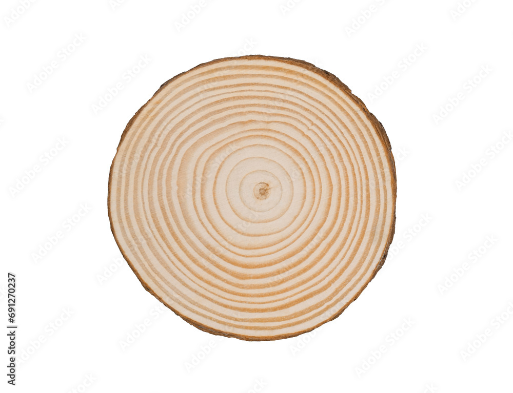 Wood slab tree rings section. Cut wood slice background with white ...