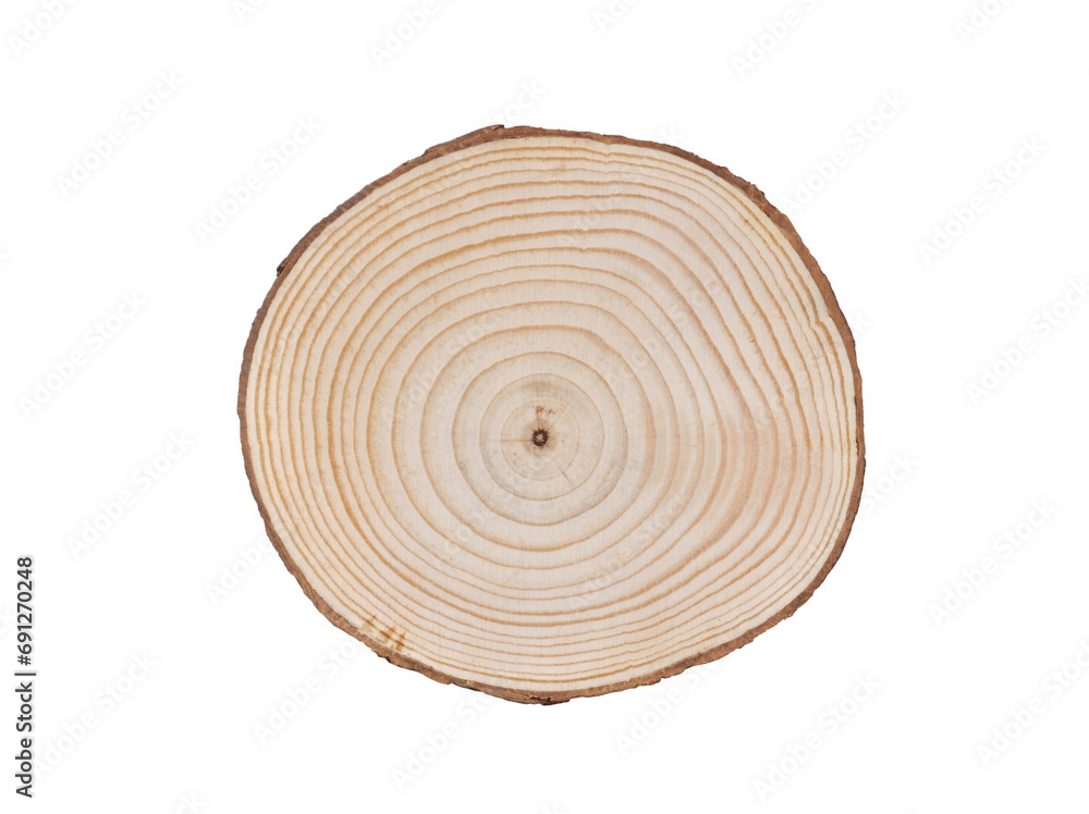 Wood slab tree rings section. Cut wood slice background with white ...