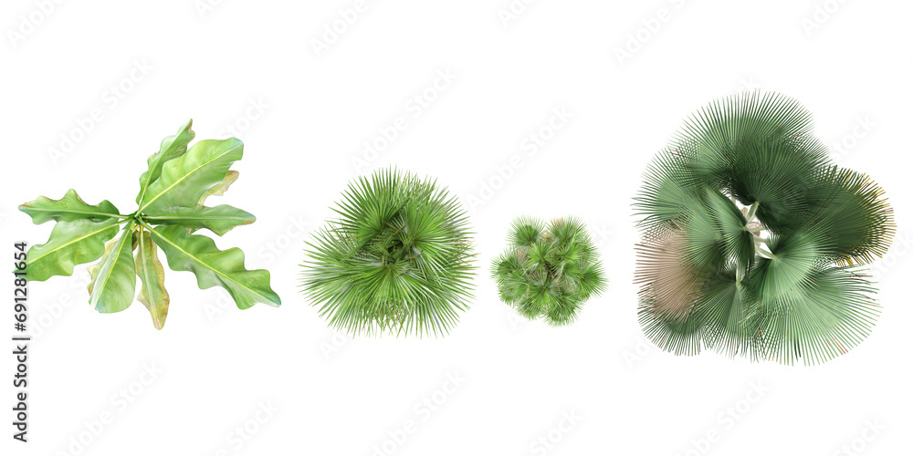 Fototapeta Musa basjoo,Washingtonia filifera,Washingtonia filifera ...