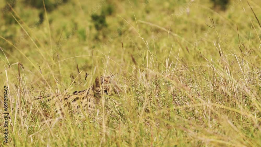 Slow Motion Shot of Wild cat serval hunting in tall grass, low down ...