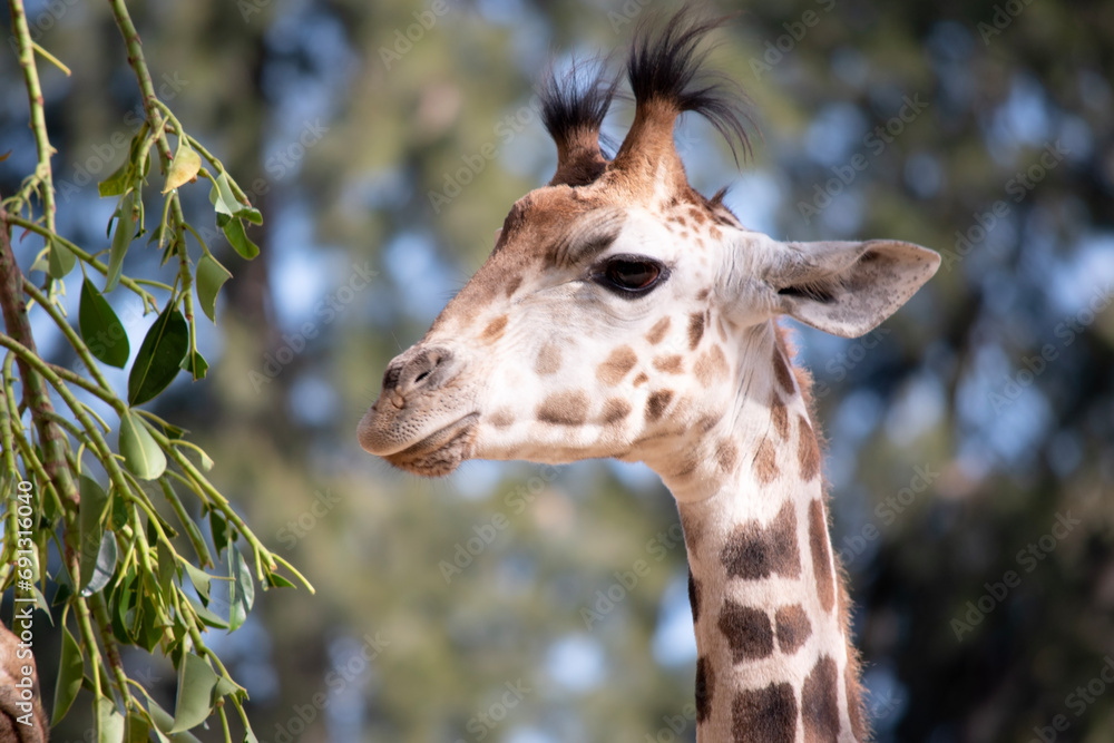 The giraffe is the tallest of all mammals. The legs and neck are ...