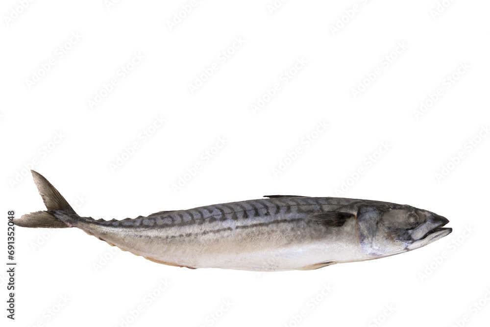 Mackerel fish fresh frozen, blue mackerel on a transparent isolated ...