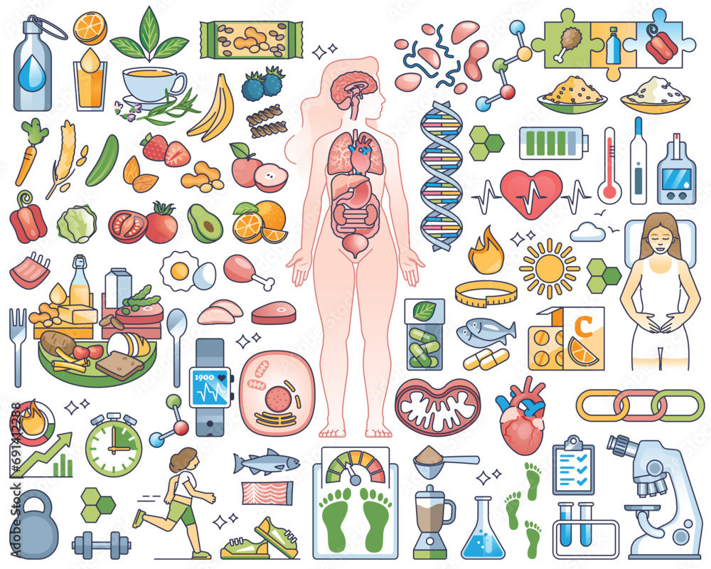 Metabolism, digestive system, healthy eating or slimming outline ...