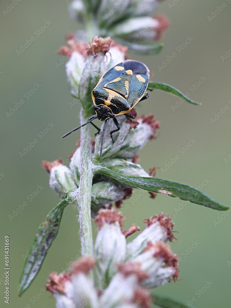 Rape bug, Eurydema oleracea, also known as crucifer shield bug, cabbage ...