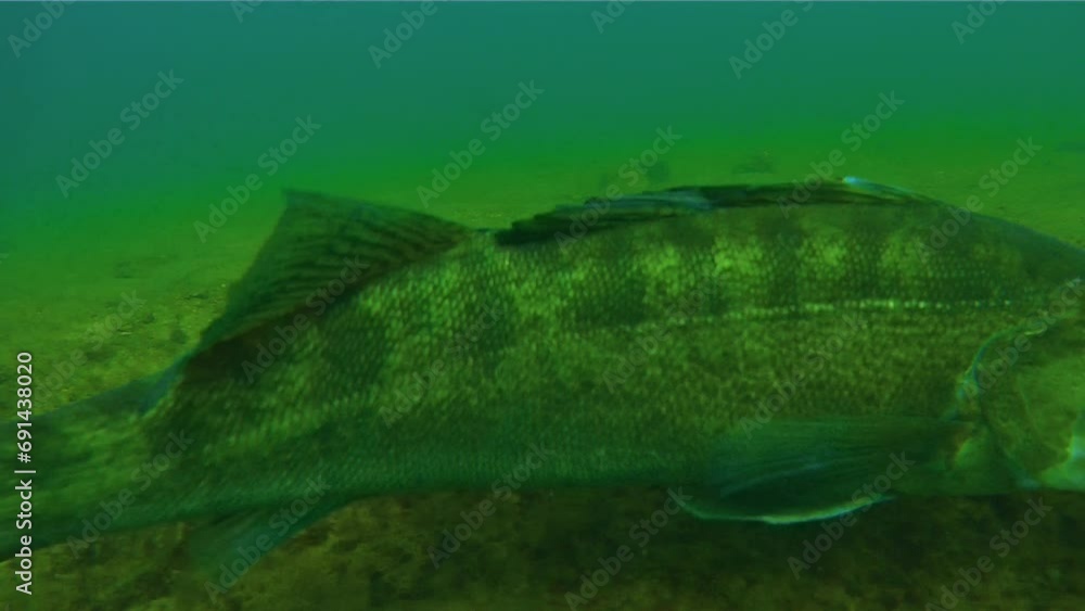 A Zander attacks the camera on a spawning ground, capturing a rare and ...