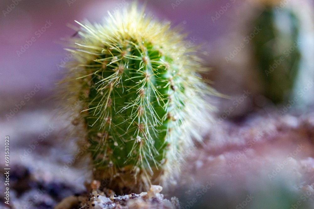Small green prickly potted cactus with long sharp needles grows in a ...