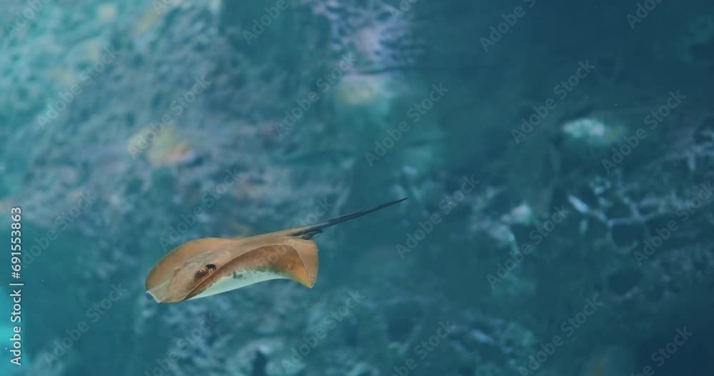 Stingray swim to children, aquarium glass in blue oceanarium. Happy ...
