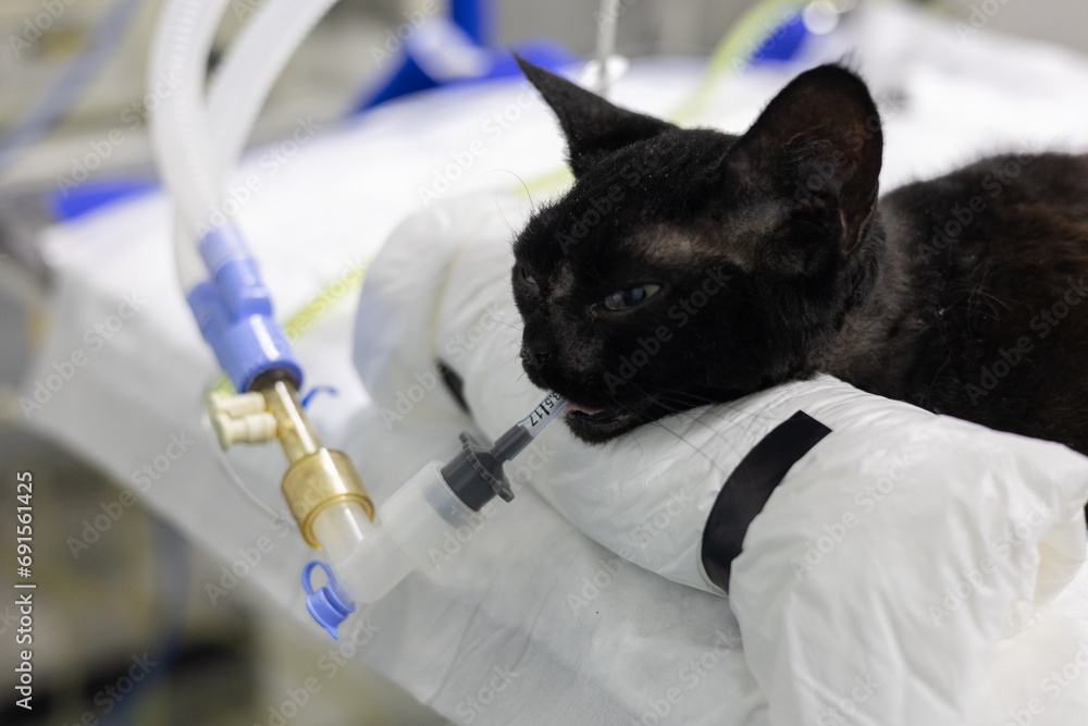 A cat in surgery sleeps under gas anesthesia with an endotracheal tube ...