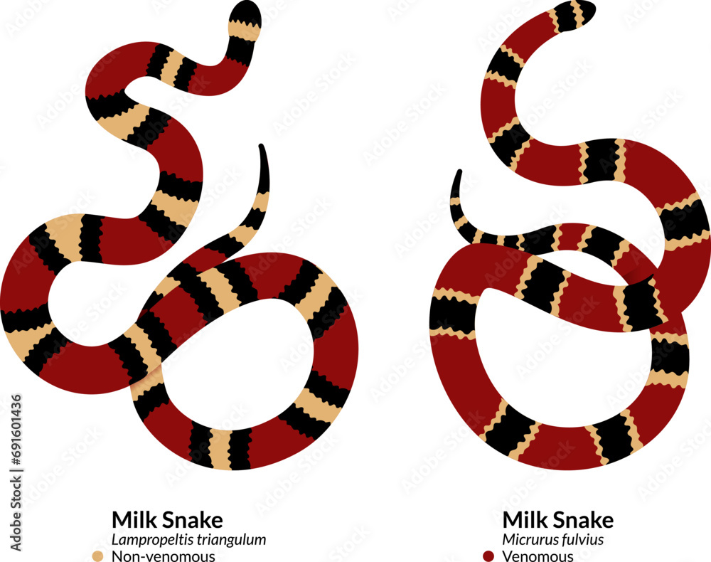Vecteur Stock Venomous Eastern Coral Snake vs Non-Venomous Eastern Milk ...