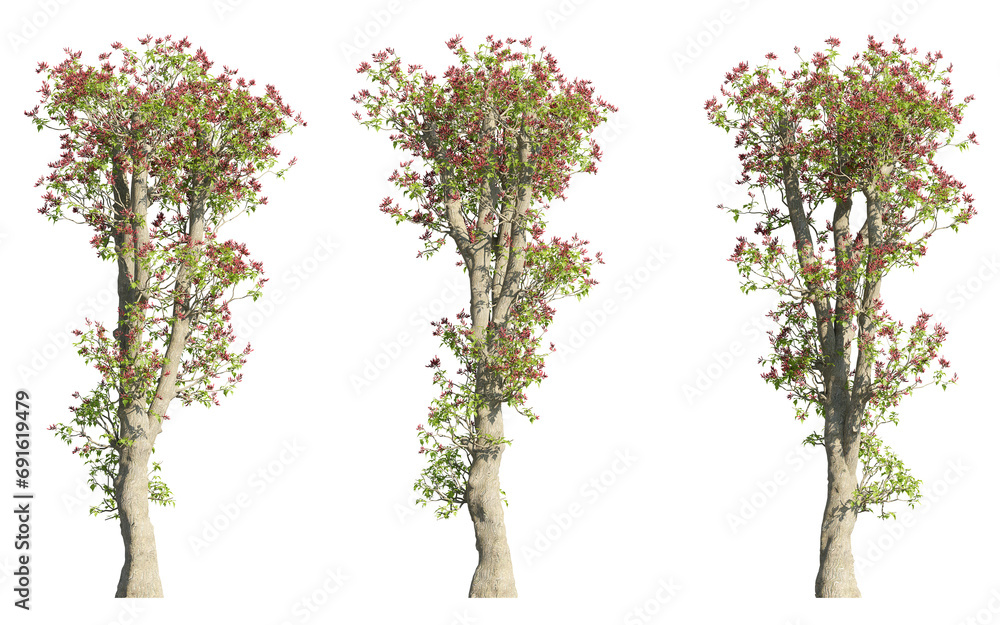 Set of tiger claw trees 3D rendering with transparent background, for ...