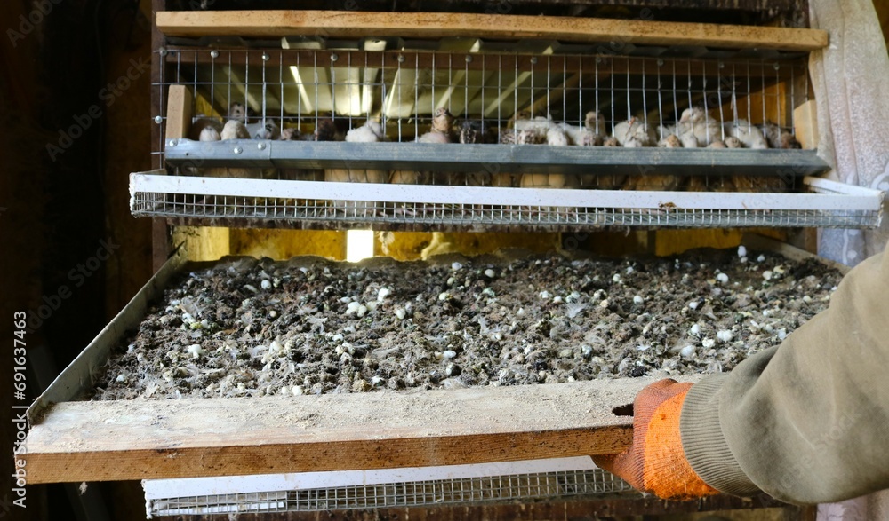 poultry farmer's hands in gloves take out a tray with bird droppings ...