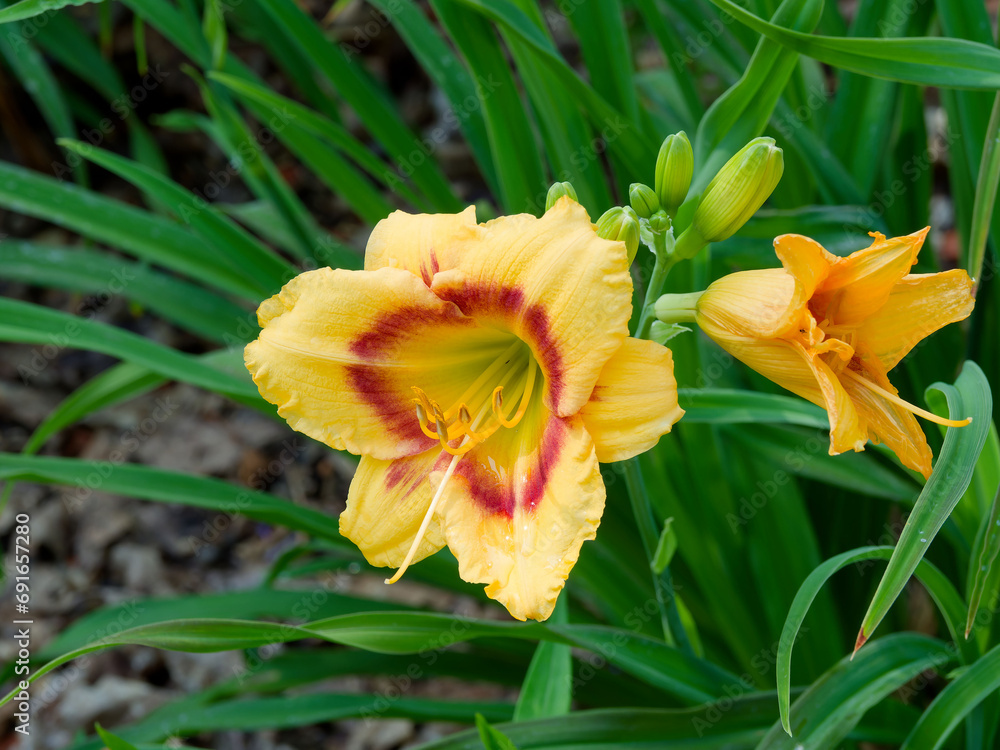 Daylily (Hemerocallis 'Cora Offer') Solitary flowers on a scape in with ...