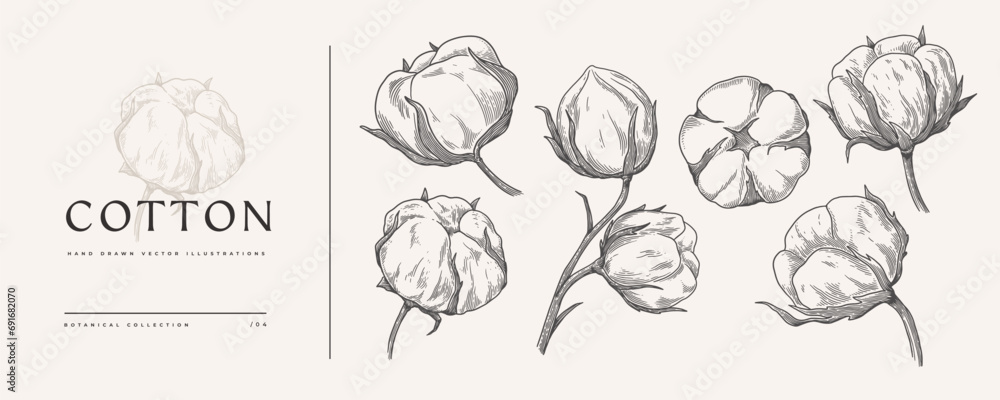 Set of hand-drawn cotton flowers. Flower buds vector illustration ...