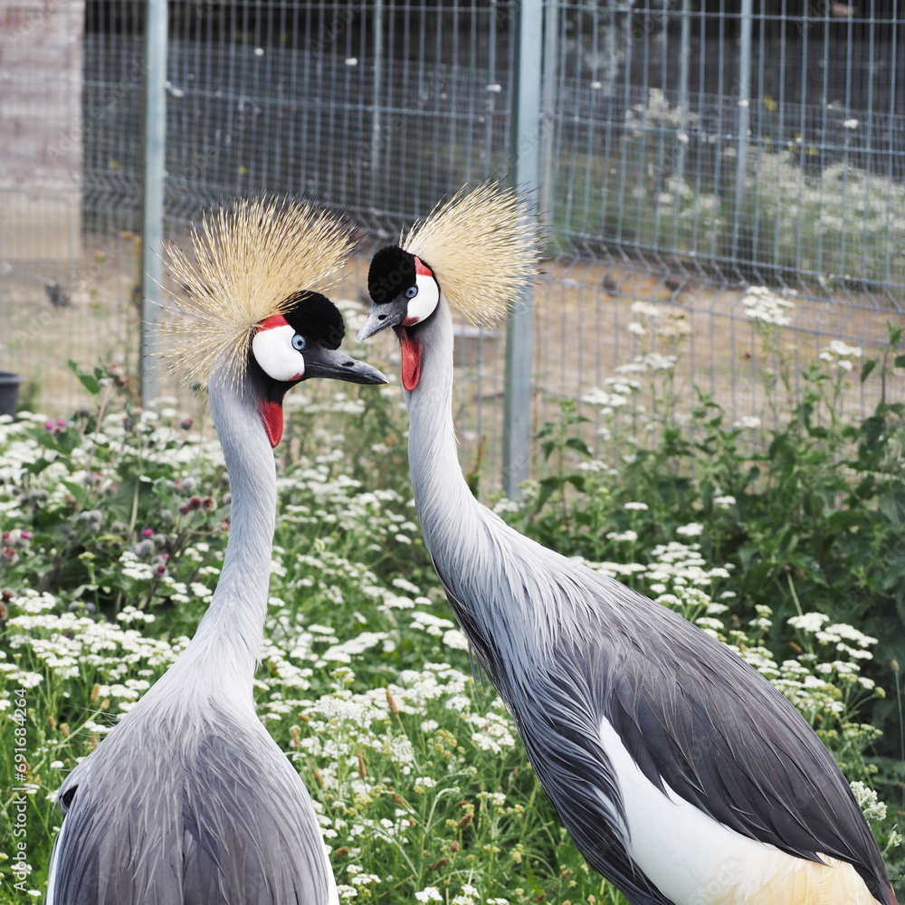 two grey crowned cranes balearica regulorum. cranes on a green ...