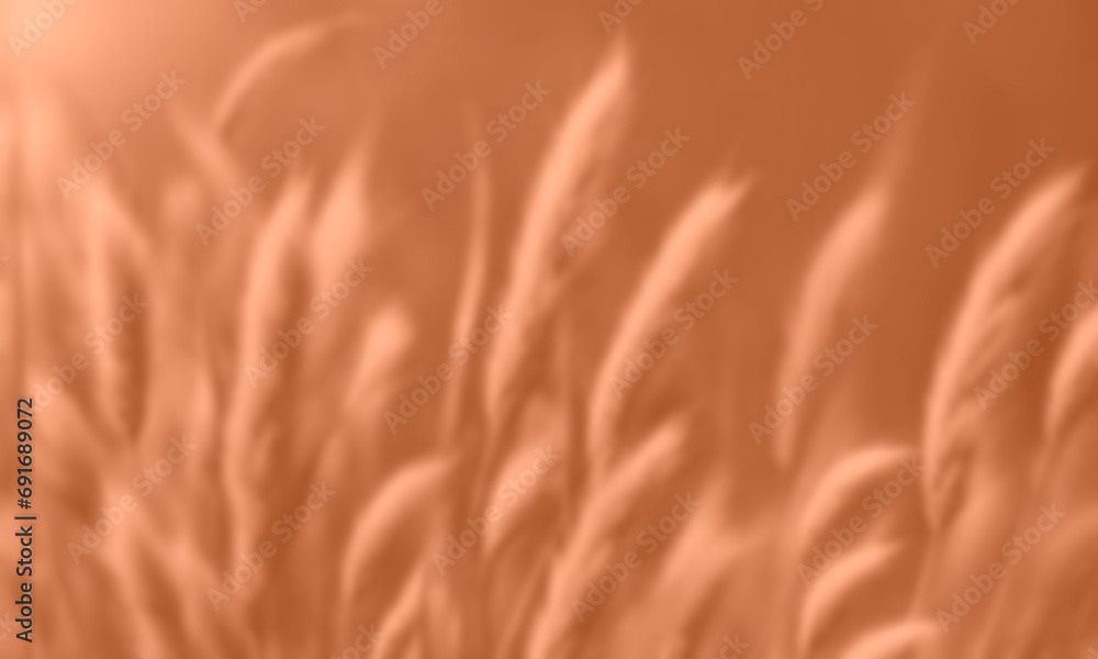 Peach Fuzz grasses with spikelets of beige color close-up. Abstract ...
