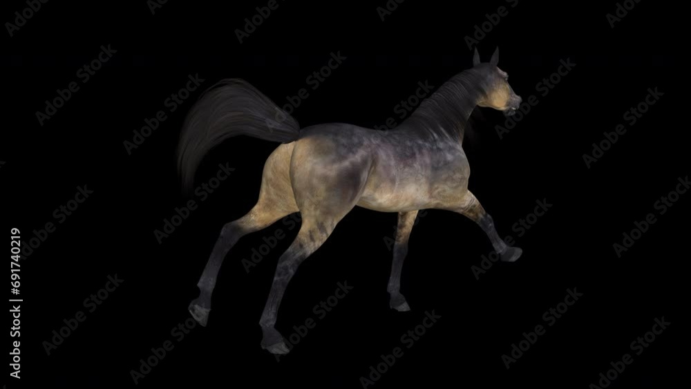 Grulla Brown Horse - Gallop Loop - Back Angle View CU 4K - Realistic 3D ...