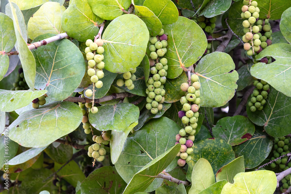 Bunch of sea grapes (Coccoloba uvifera) Growing on the beach, on the ...