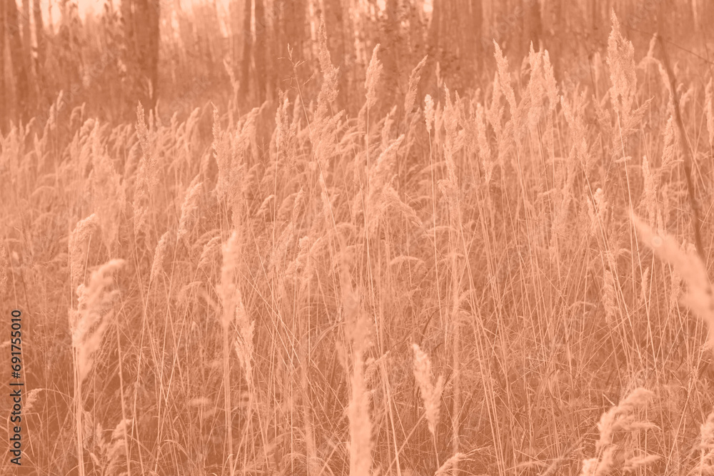Peach Fuzz grasses with spikelets of beige color close-up. Abstract ...