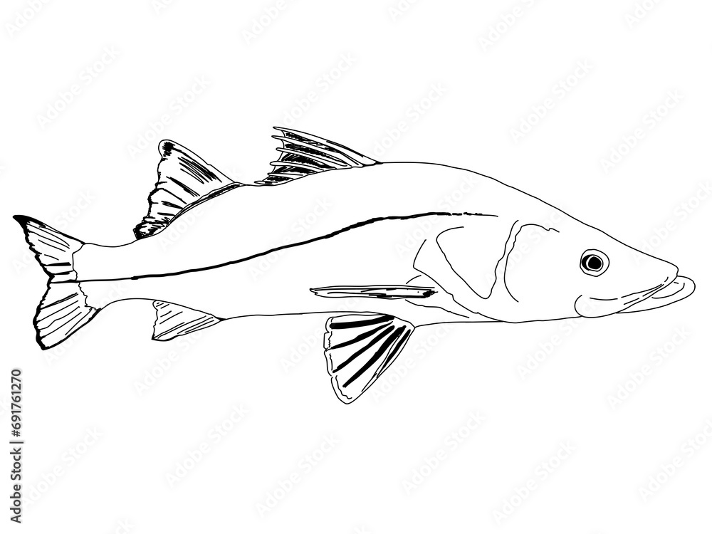 Outline of a Common Snook Stock Illustration | Adobe Stock