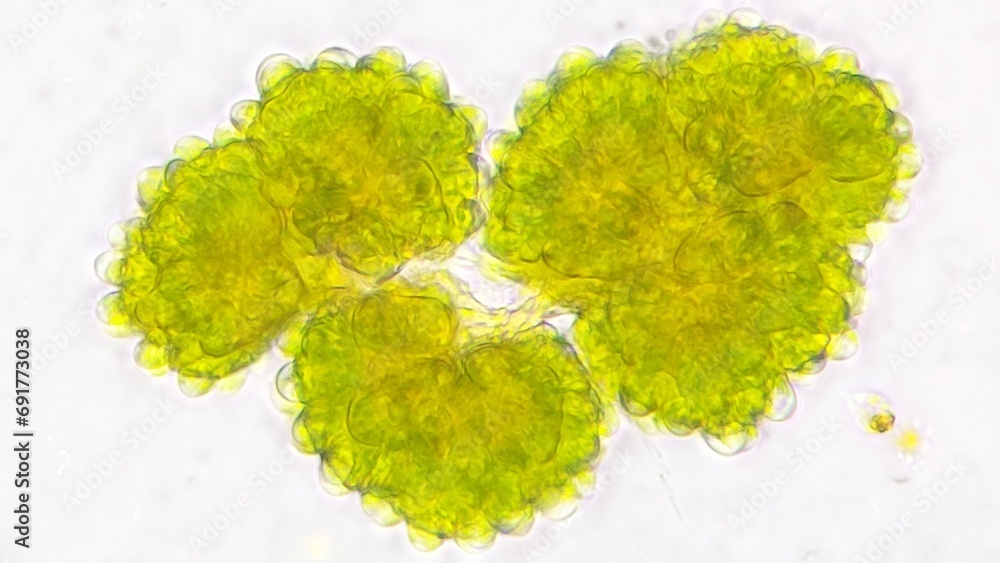 Freshwater microalgae, Botryococcus sp. This algae is lipid-producing ...