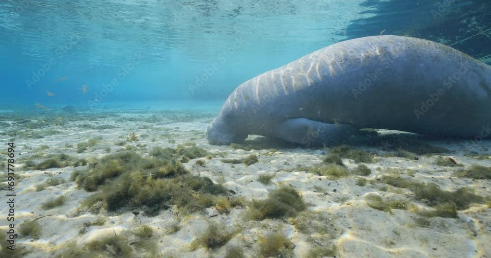 Baby Manatee calf sleeping on natural spring bottom in the Florida ...