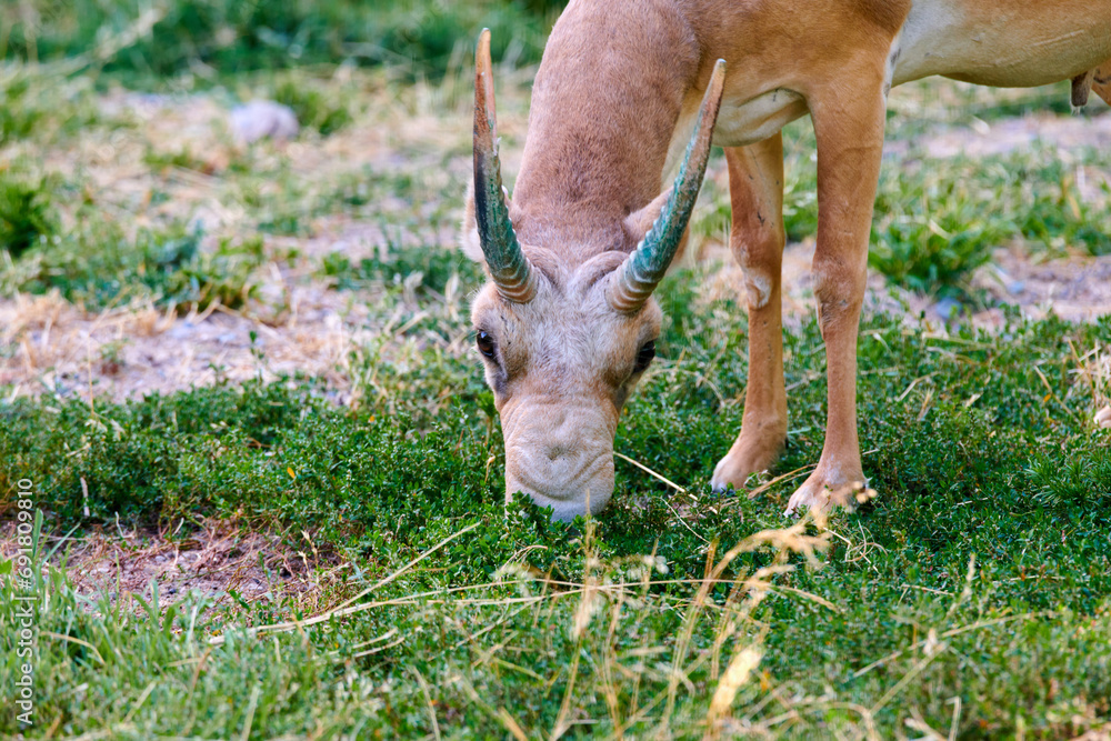 The saiga antelope. Saiga antelope in artificial habitat. The saiga ...