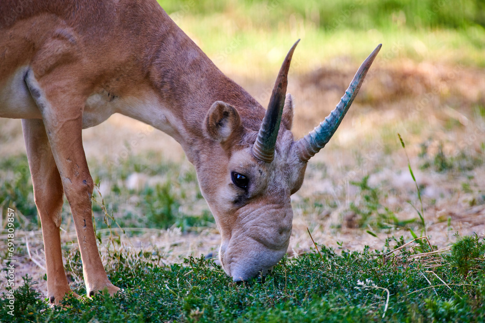 The saiga antelope. Saiga antelope in artificial habitat. The saiga ...