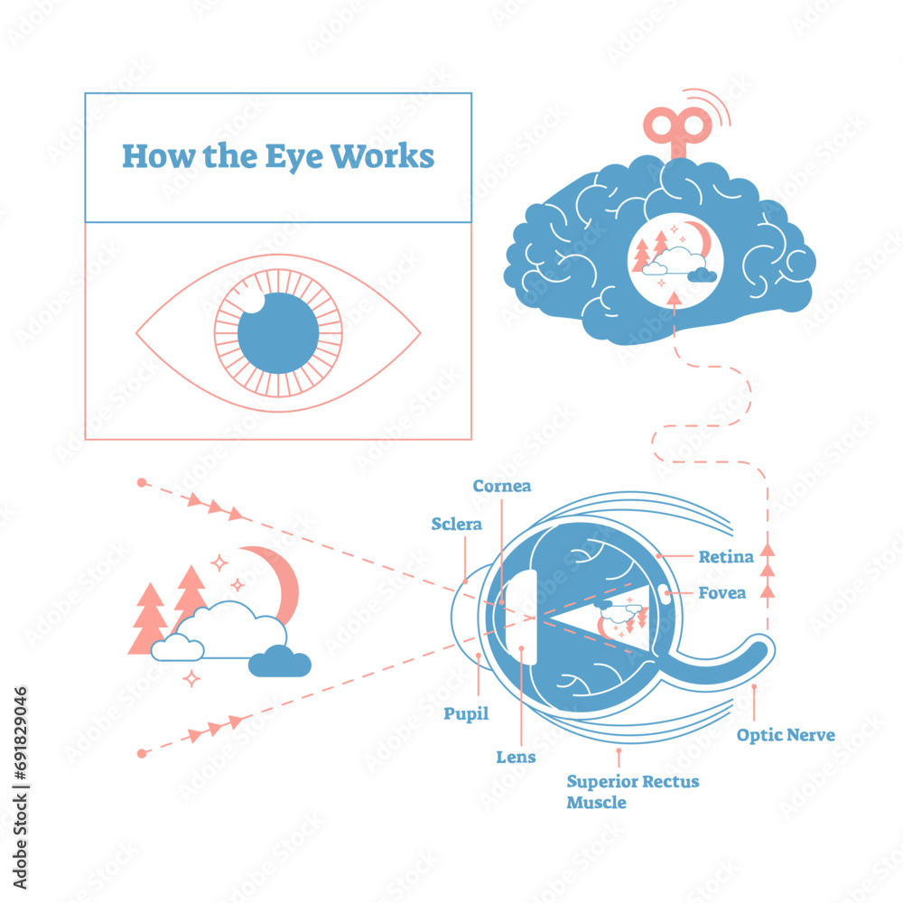 How the eye works medical scheme poster, elegant and minimal ...