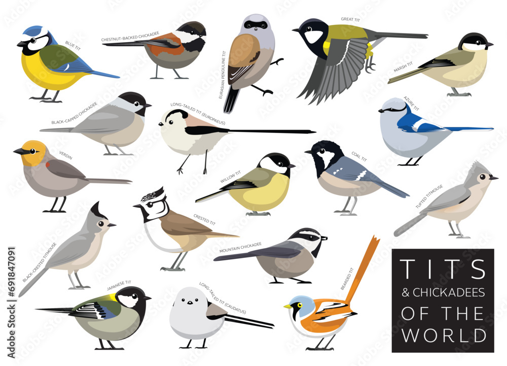 Bird Tits and Chickadees of the World Set Cartoon Vector Character ...
