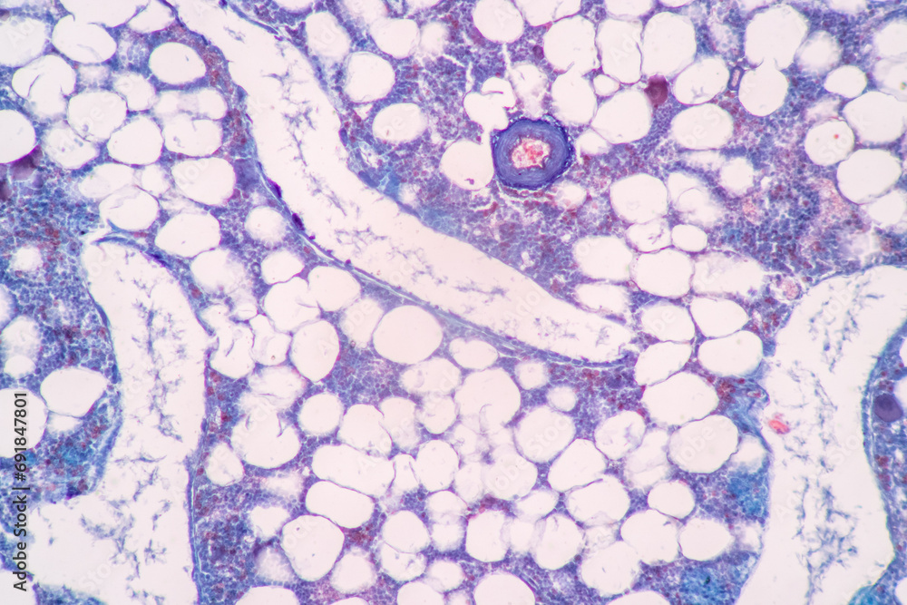 Anatomy and Histological Rea Bone marrow Human, Hyaline cartilage human ...