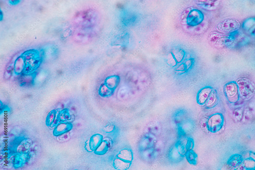 Anatomy and Histological Rea Bone marrow Human, Hyaline cartilage human ...