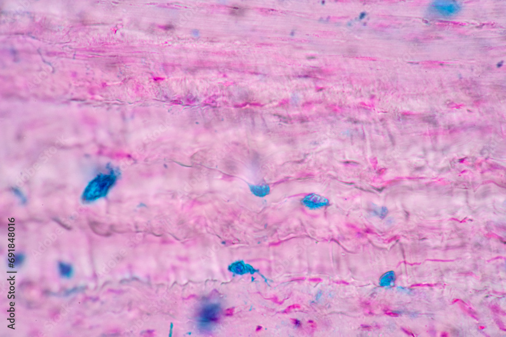 Anatomy and Histological Rea Bone marrow Human, Hyaline cartilage human ...