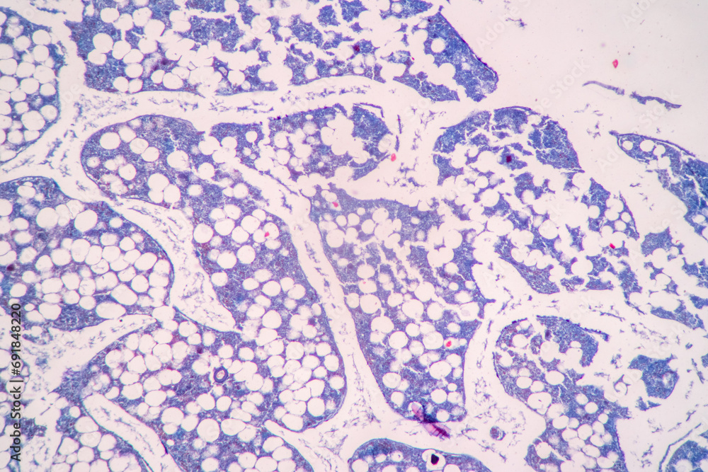 Anatomy and Histological Rea Bone marrow Human, Hyaline cartilage human ...