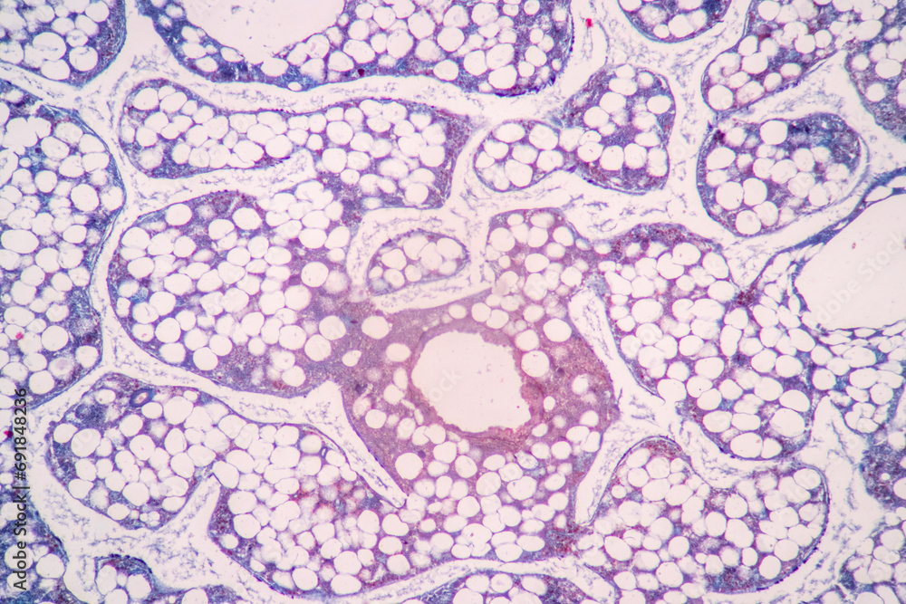 Anatomy and Histological Rea Bone marrow Human, Hyaline cartilage human ...