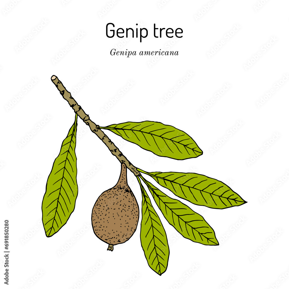 Genip tree (Genipa americana), edible and medicinal plant Stock Vector ...