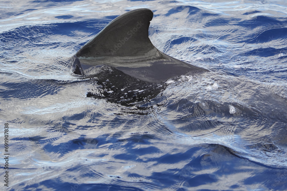 The long-finned pilot whale (Globicephala melas) is a large species of ...
